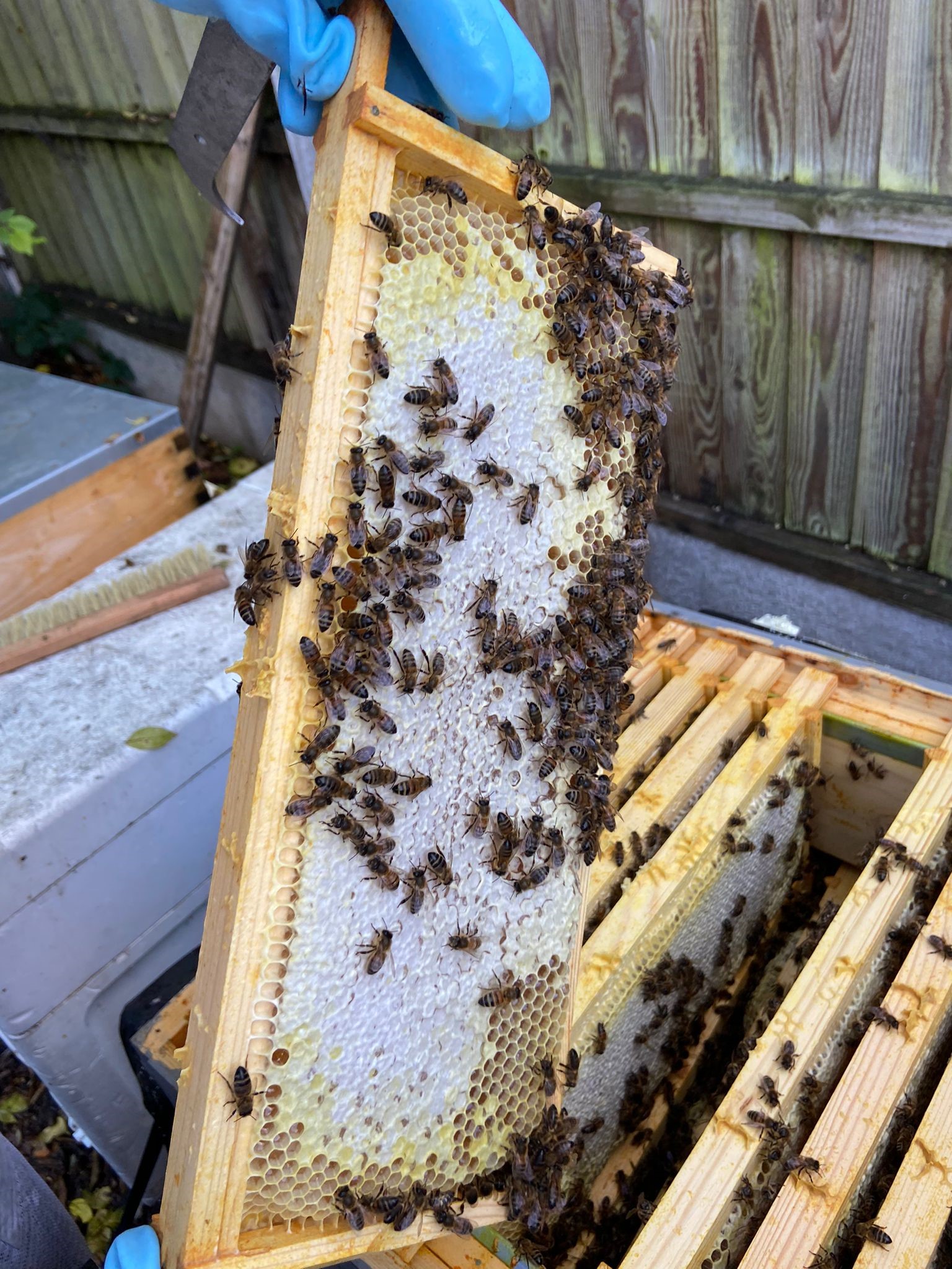 June 2022 Apiary Notes from Wally Thrale - Bedfordshire Beekeepers ...
