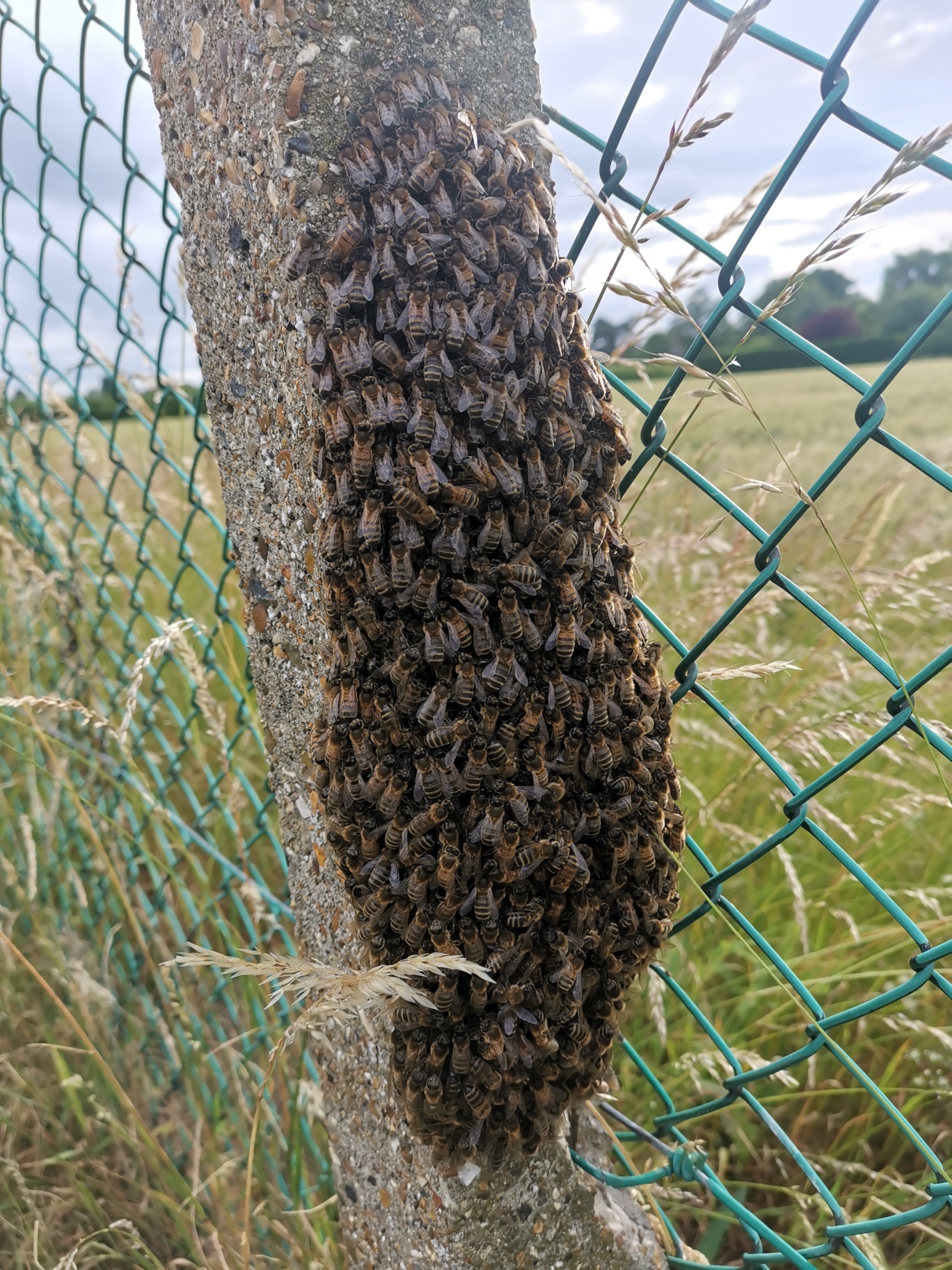 Photo Of The Month (May 2023) - Bedfordshire Beekeepers Association