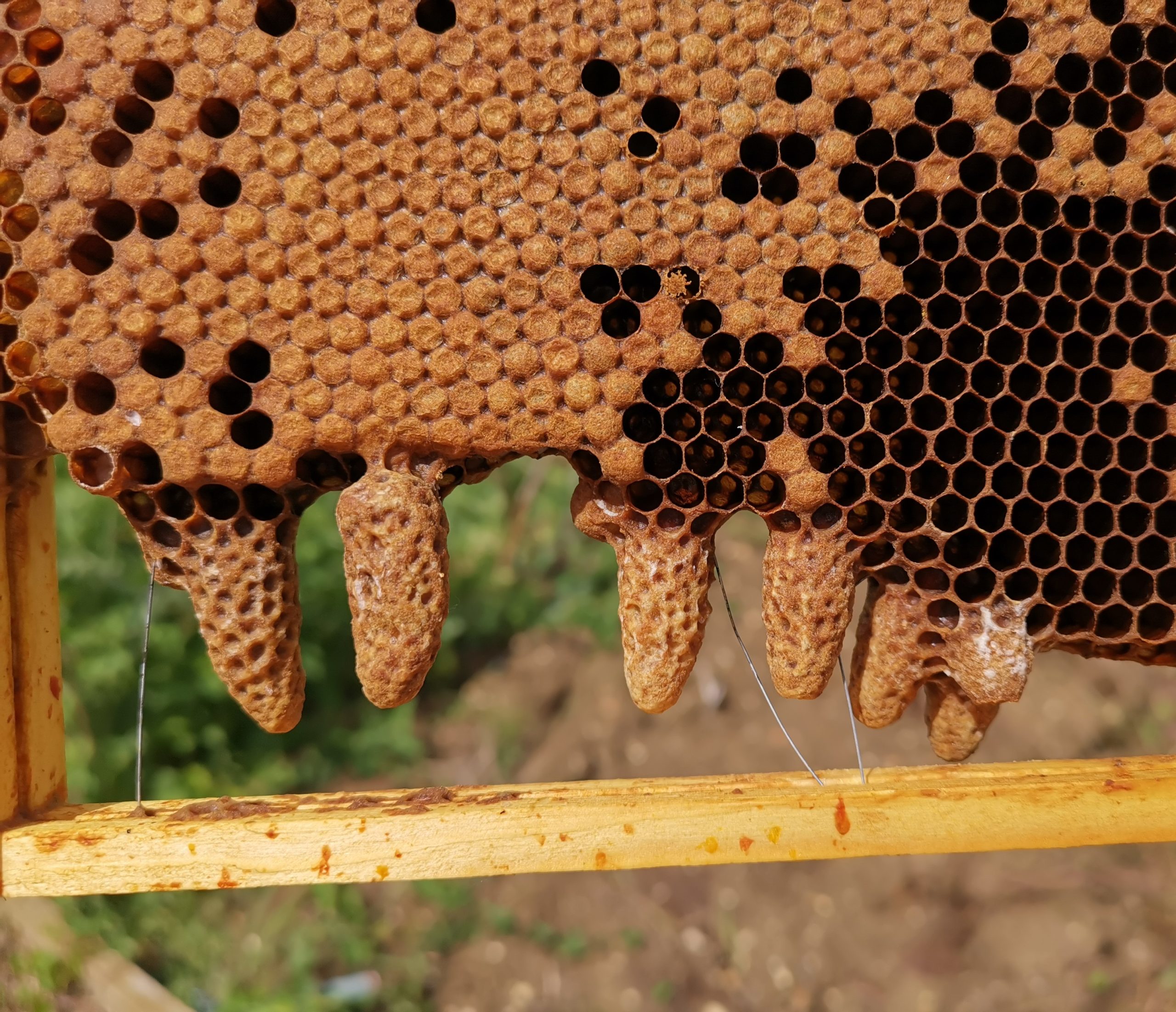 June 2024 Apiary Notes from Wally Thrale - Bedfordshire Beekeepers ...