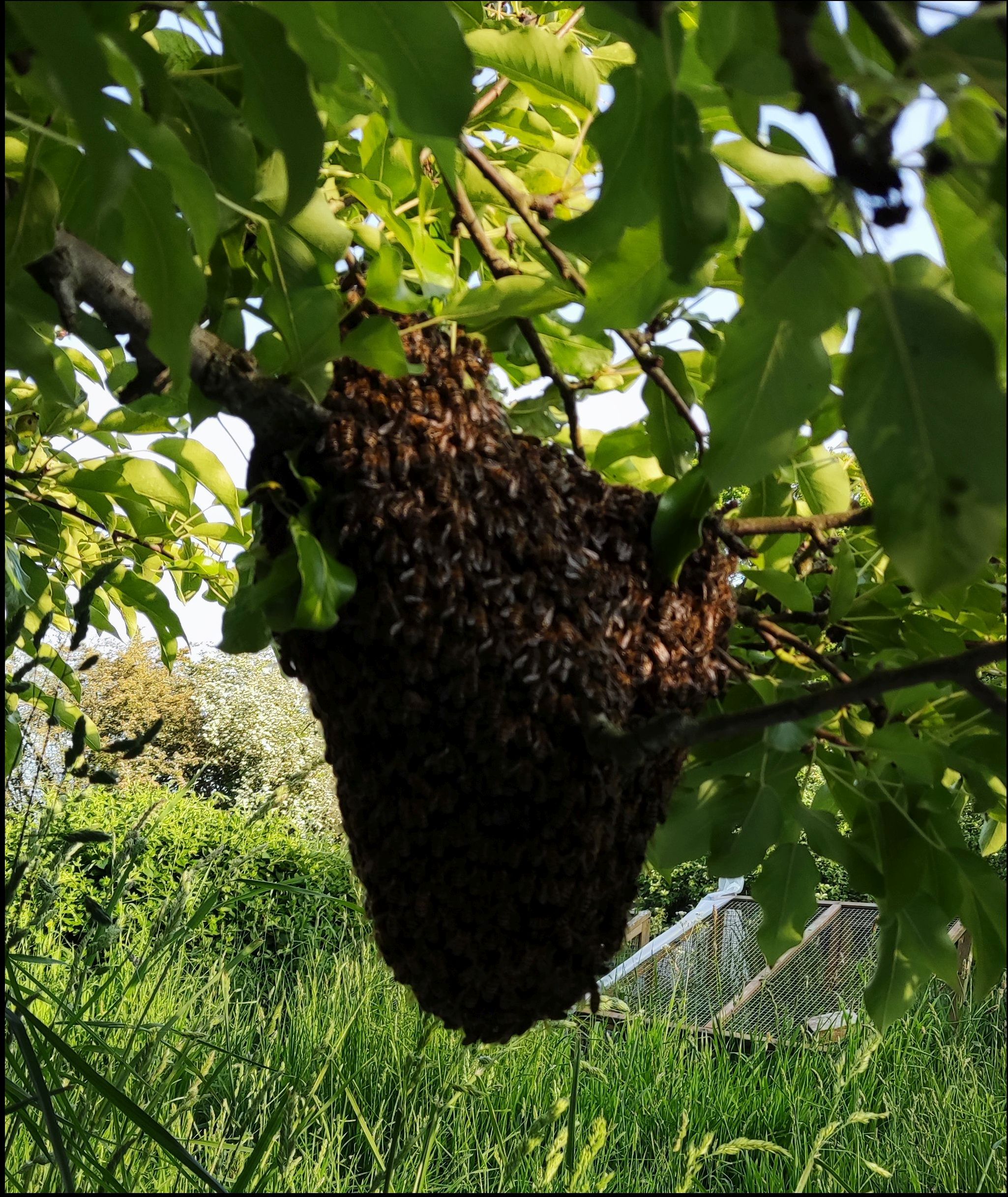 June 2023 Apiary Notes from Wally Thrale - Bedfordshire Beekeepers ...